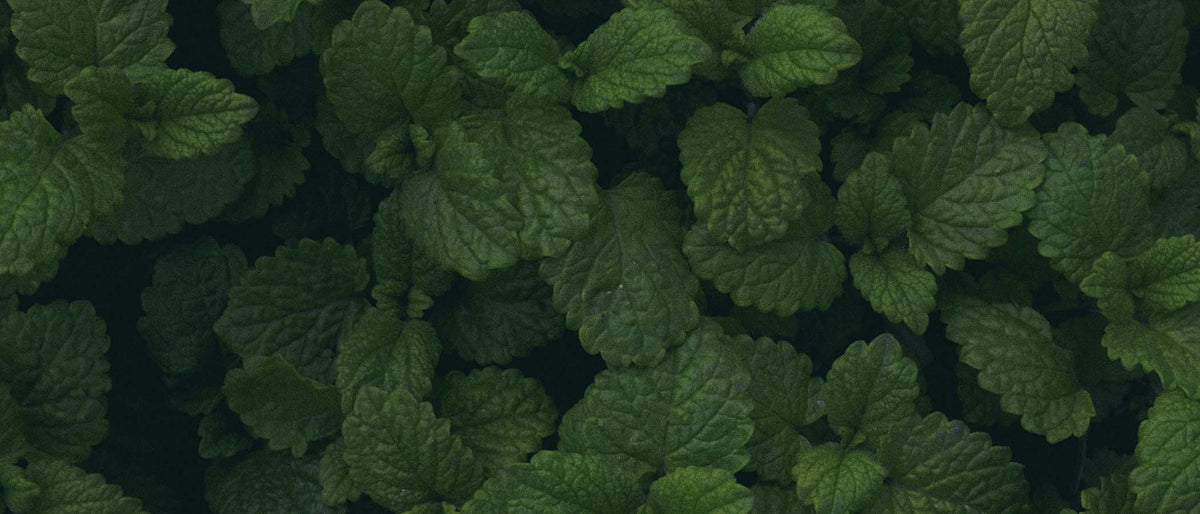 Menthol-Flavored & Icy Disposable Vapes | Cool & Refreshing – Ziip Stick